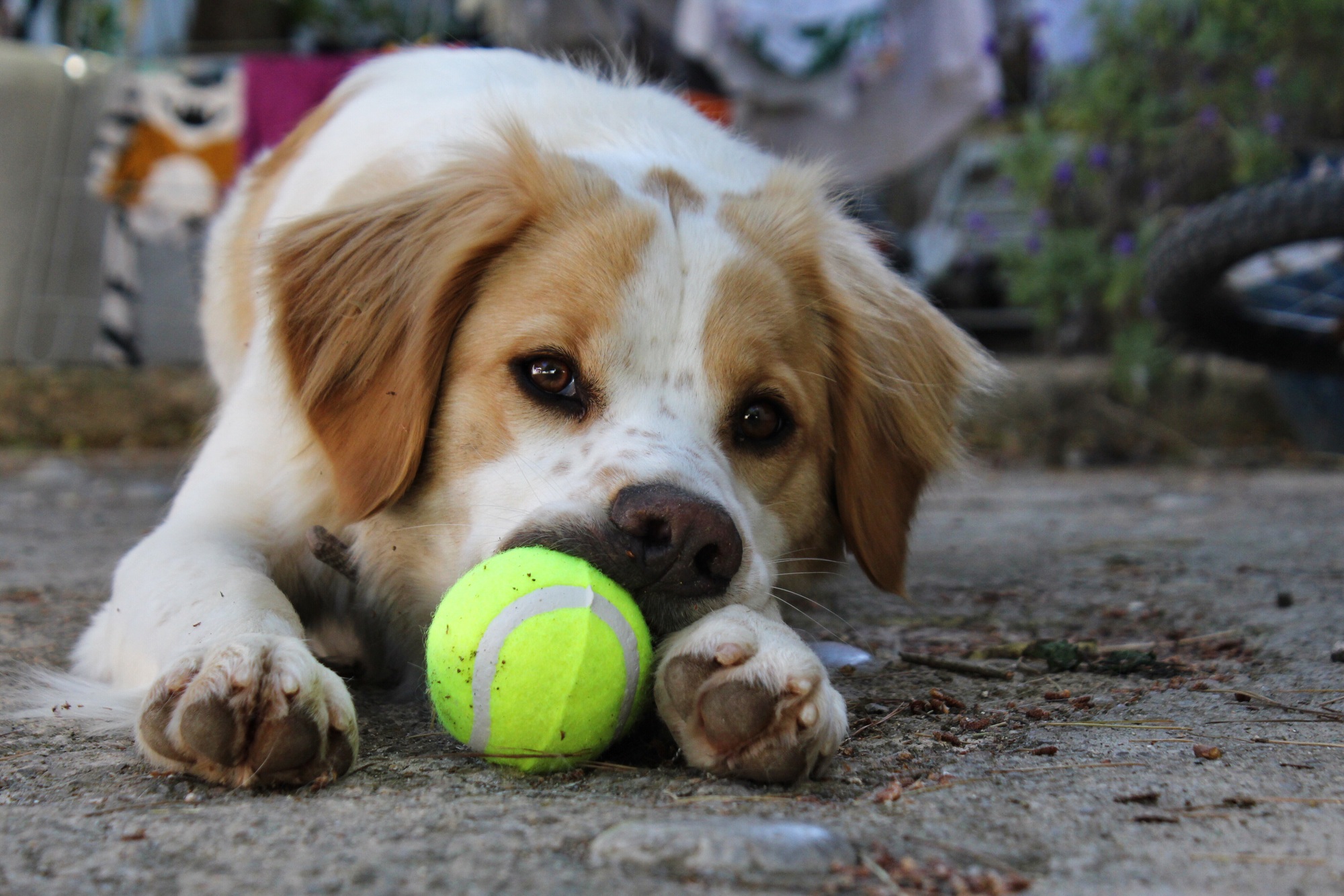Dog Bites and Warmer Weather: What to Do After an Attack